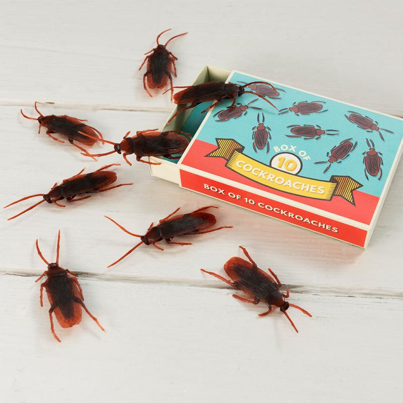 Box of 10 Cockroaches – Orient: Homeware + Gifts